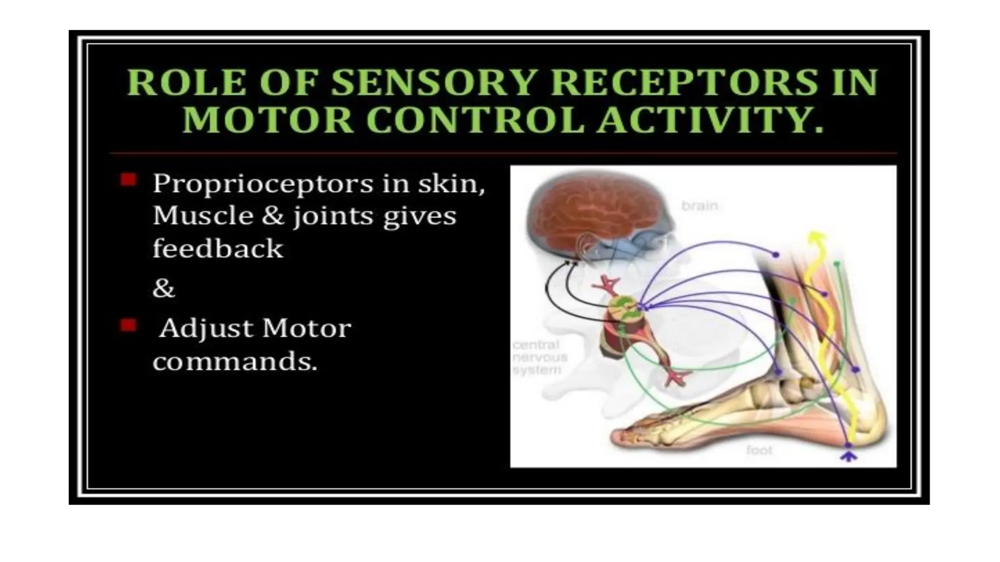 Motor system of human being-Part 1.drjma.pdf