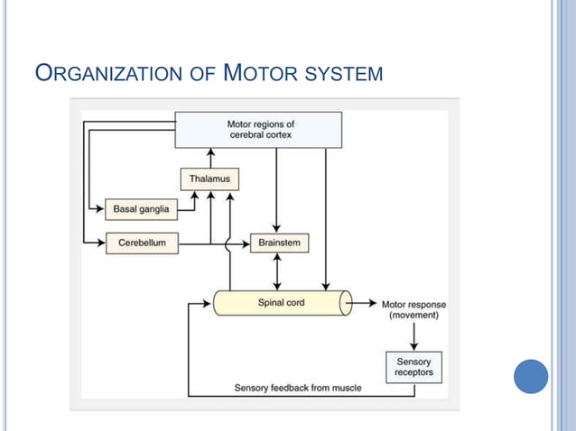 Motor system overview | PPTX | Brain and Nervous System Disorders | Diseases and Conditions