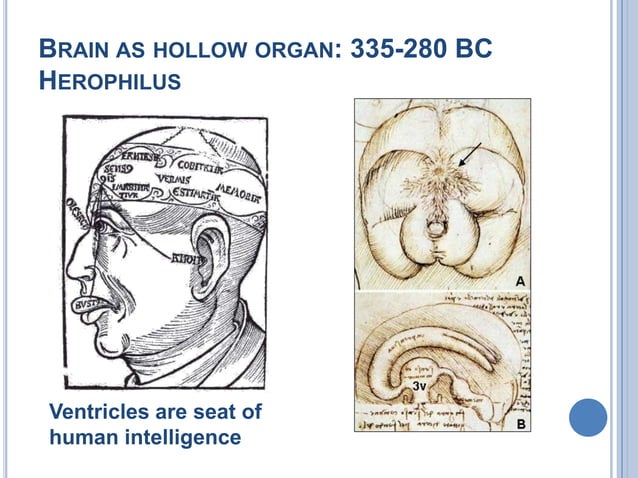Motor system overview | PPTX | Brain and Nervous System Disorders | Diseases and Conditions