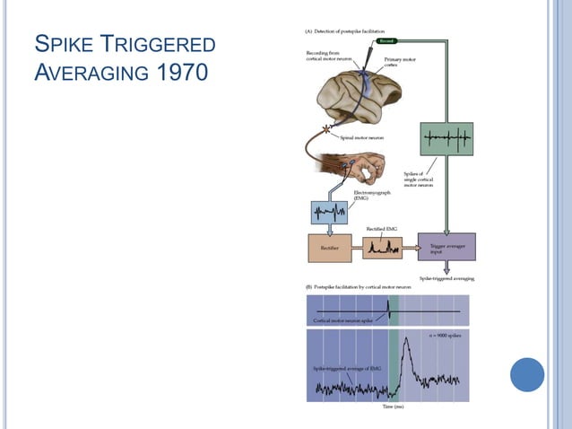 Motor system overview | PPTX | Brain and Nervous System Disorders | Diseases and Conditions