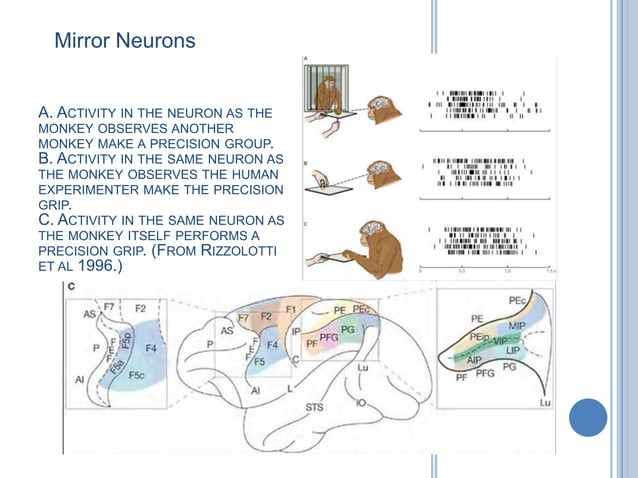 Motor system overview | PPTX | Brain and Nervous System Disorders | Diseases and Conditions