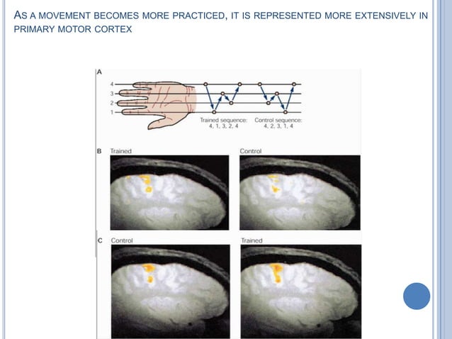 Motor system overview | PPTX | Brain and Nervous System Disorders | Diseases and Conditions