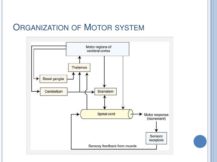 Motor system overview