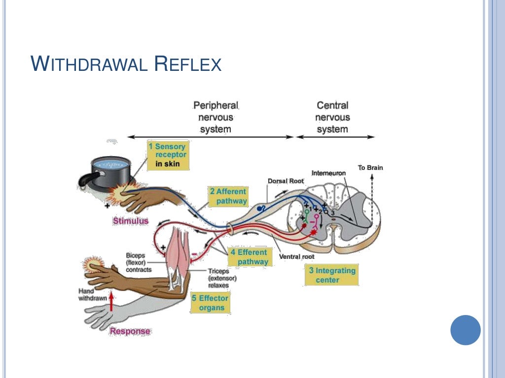 Motor system overview 2011