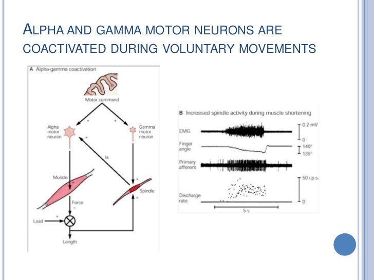 Motor system overview 2011