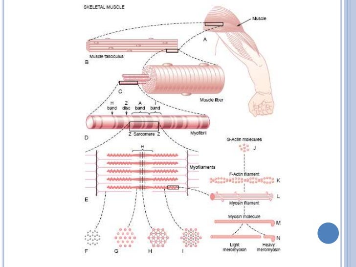 Motor system overview 2011