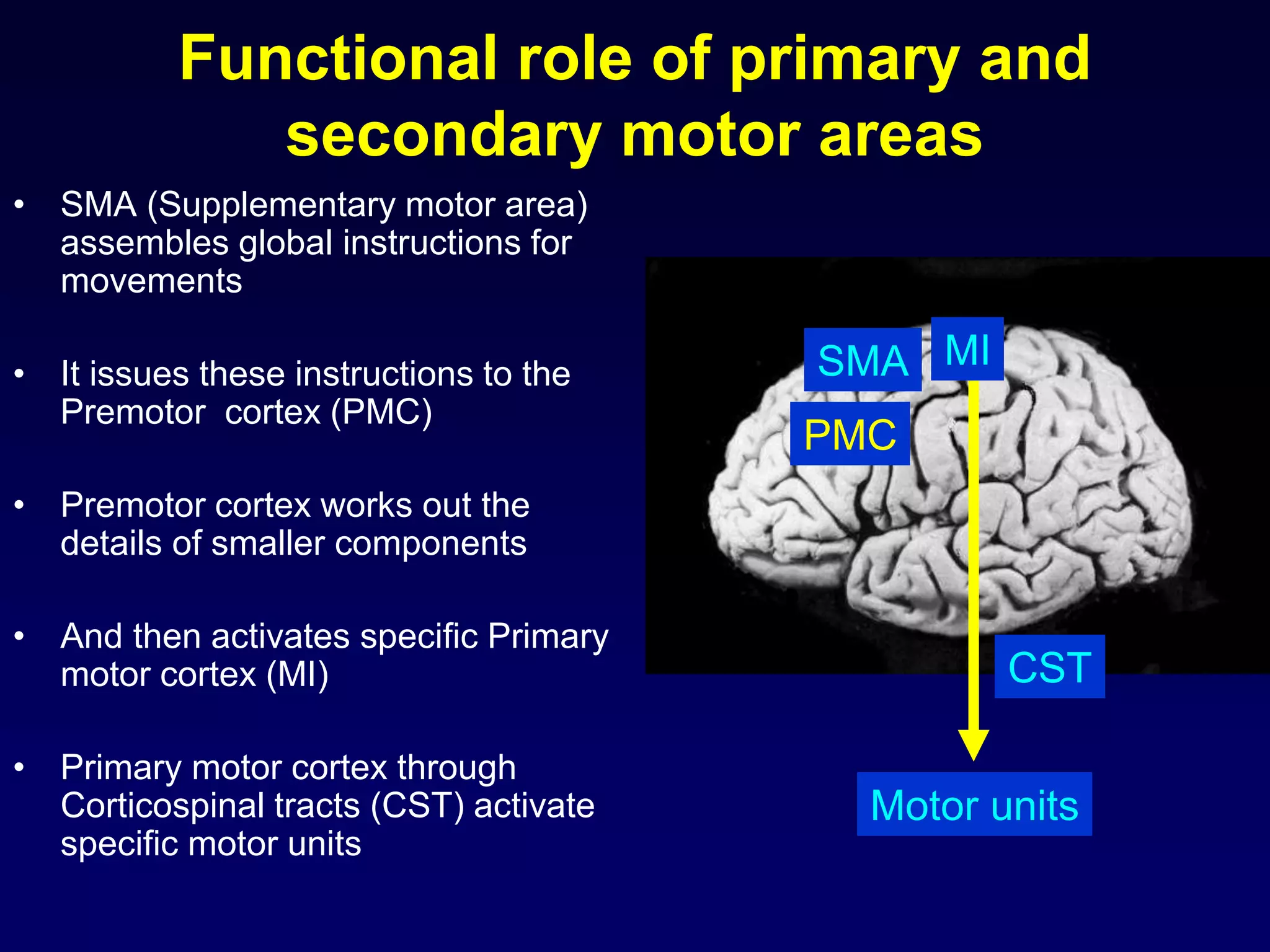Motor system pathways for students | PPTX