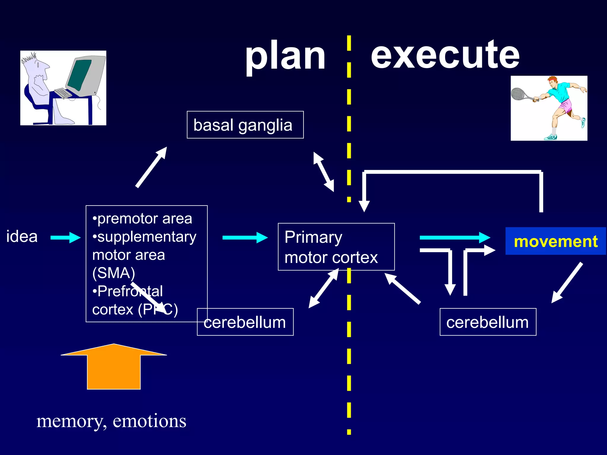 Motor system pathways for students | PPTX
