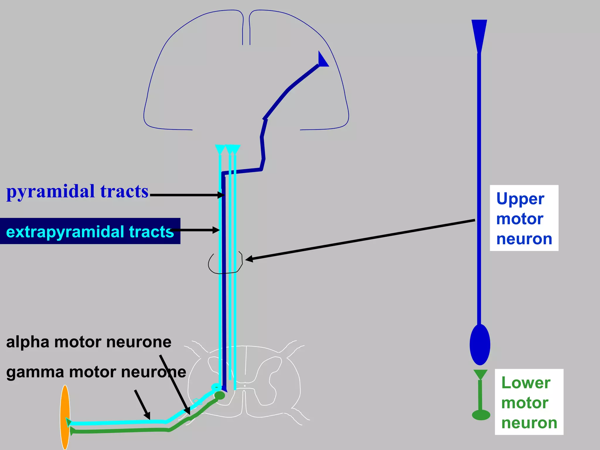 Motor system pathways for students | PPTX