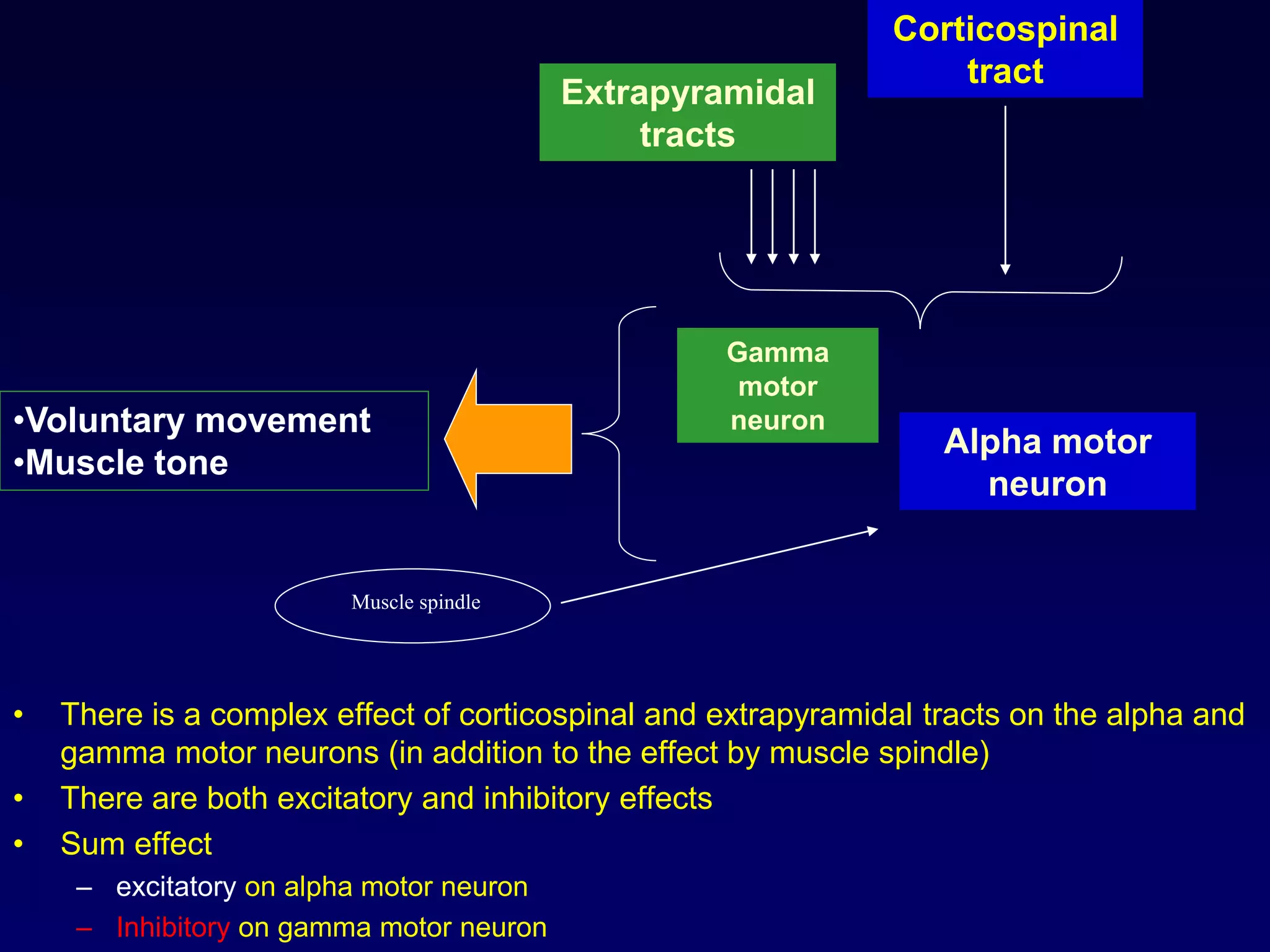 Motor system pathways for students | PPTX
