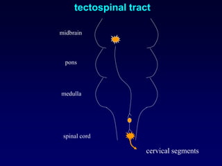 Tectospinal Tract Medulla