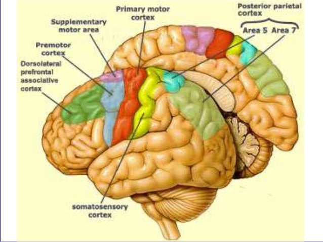 Motor system pathways for students