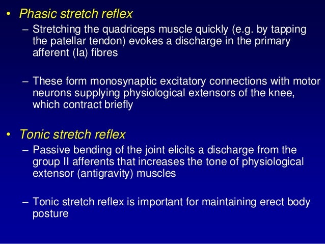 Motor system reflexes for students