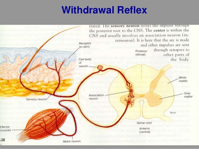 Motor system reflexes for students