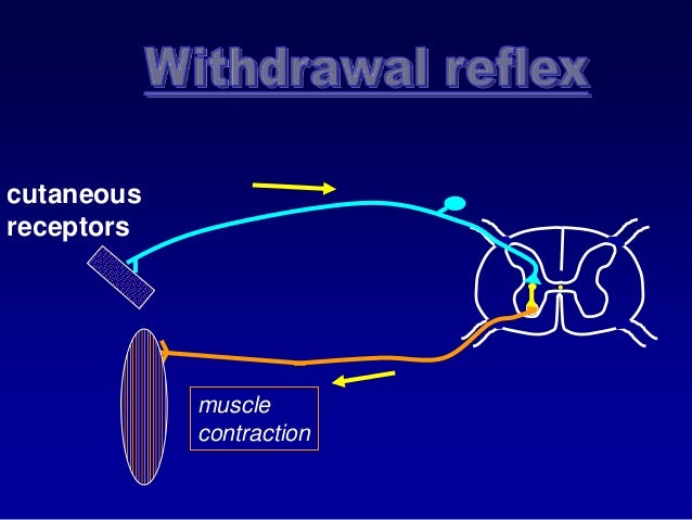Motor system reflexes for students