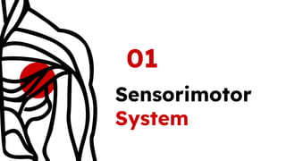 Motor systems overview anatomy and functions | PPTX