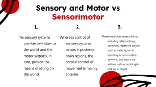 Motor systems overview anatomy and functions | PPTX