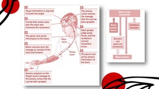 Motor systems overview anatomy and functions | PPTX