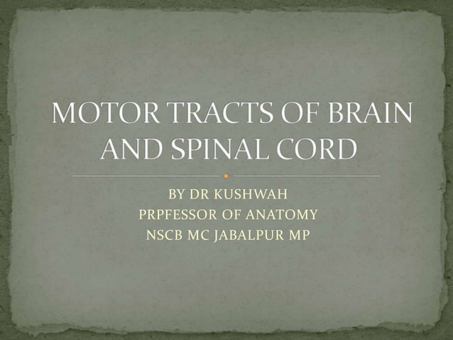 Motor tracts of brain and spinal cord | PPTX | Brain and Nervous System ...
