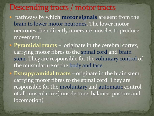 Motor tracts of brain and spinal cord | PPTX | Brain and Nervous System ...