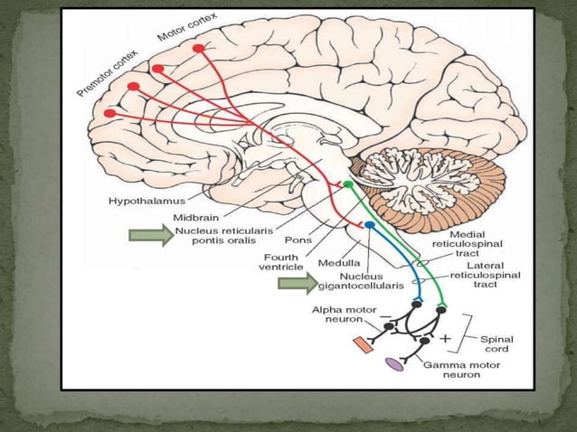 Motor tracts of brain and spinal cord | PPTX | Brain and Nervous System ...