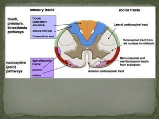 Motor tracts of brain and spinal cord | PPTX