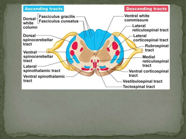 Motor tracts of brain and spinal cord | PPTX | Brain and Nervous System ...