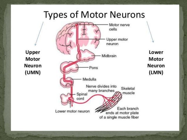 Motor tracts of brain and spinal cord | PPTX | Brain and Nervous System ...