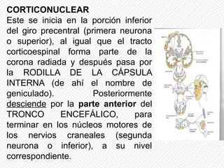 SISTEMA NERVIOSO VIA MOTORA VIA PiRAMIDAL.pptx