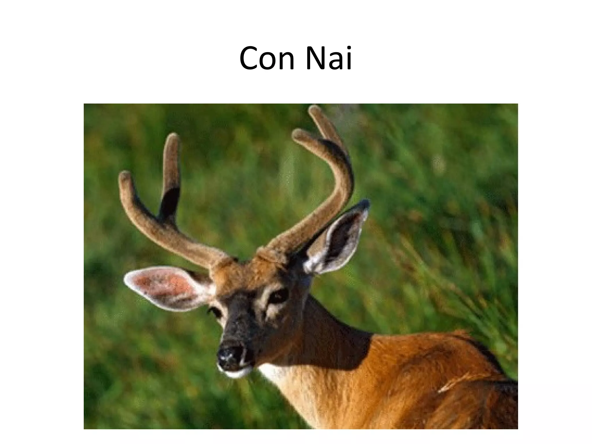 Mot so dong vat song trong rung | PPT