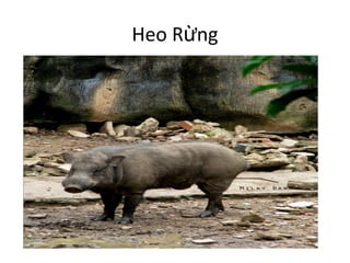 Mot so dong vat song trong rung | PPT