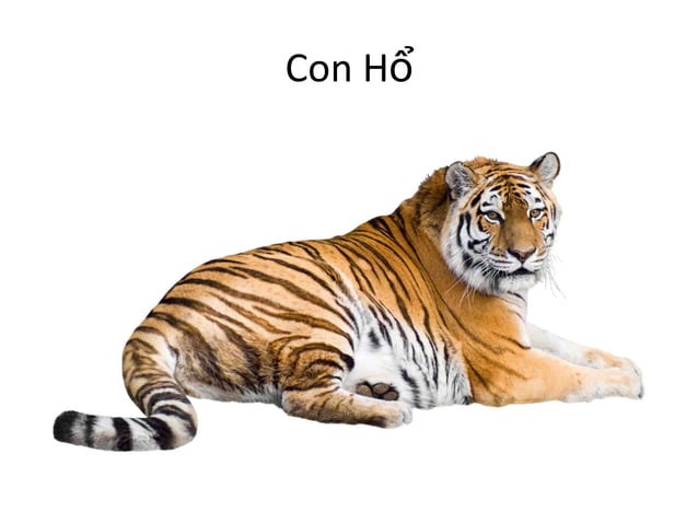 Mot so dong vat song trong rung | PPT