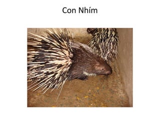 Mot so dong vat song trong rung | PPT