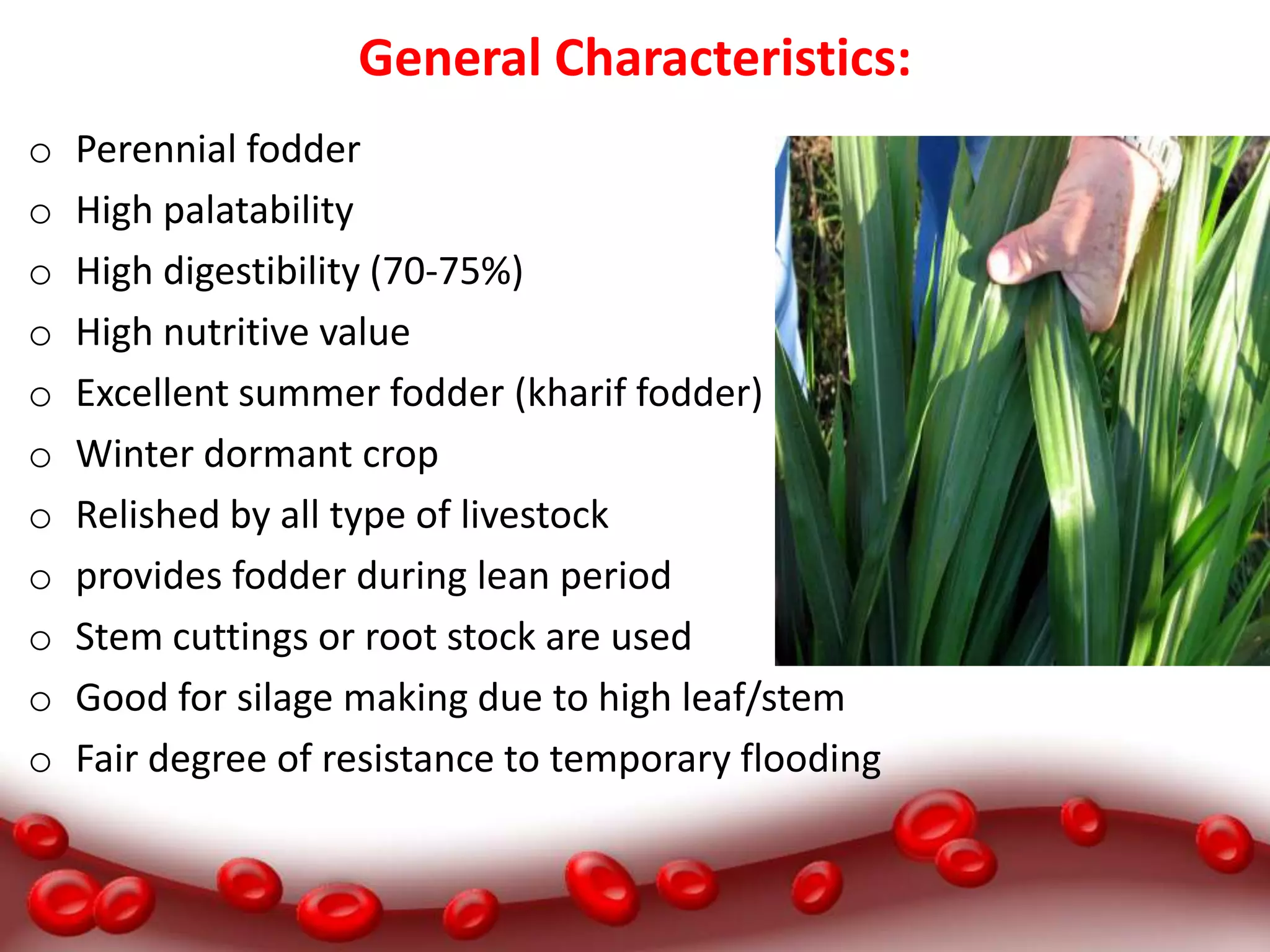 Mott grass | PPT
