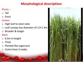 Mott grass | PPTX | Agriculture | Industries