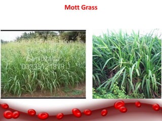 Mott grass | PPT