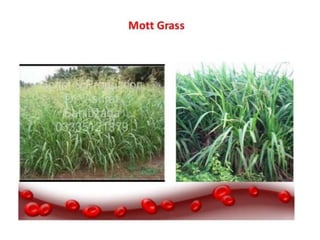 Mott grass production By Mr Allah Dad Khan Former D.G ,Agriculture ...