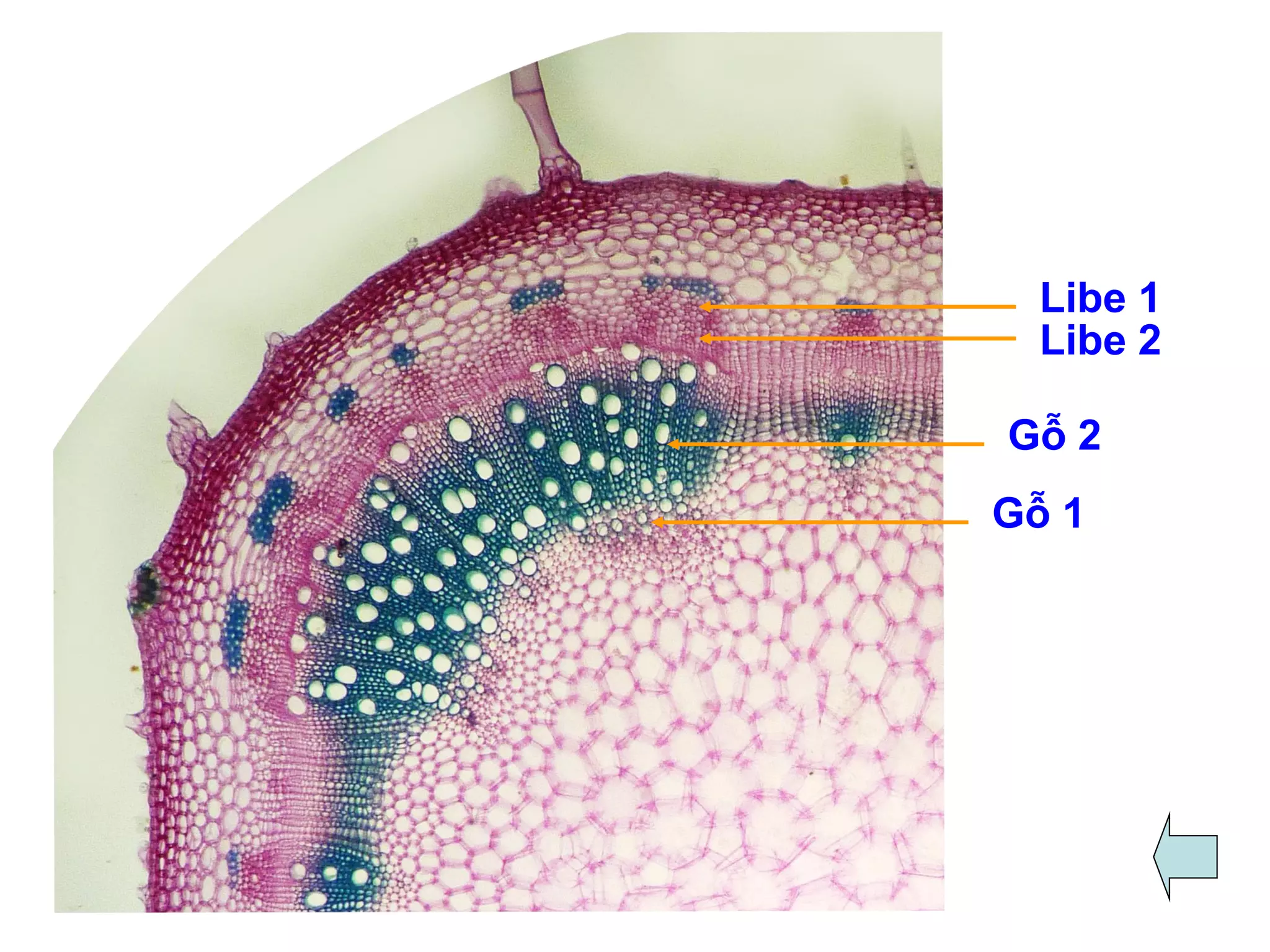 Mô Thực Vật | PDF