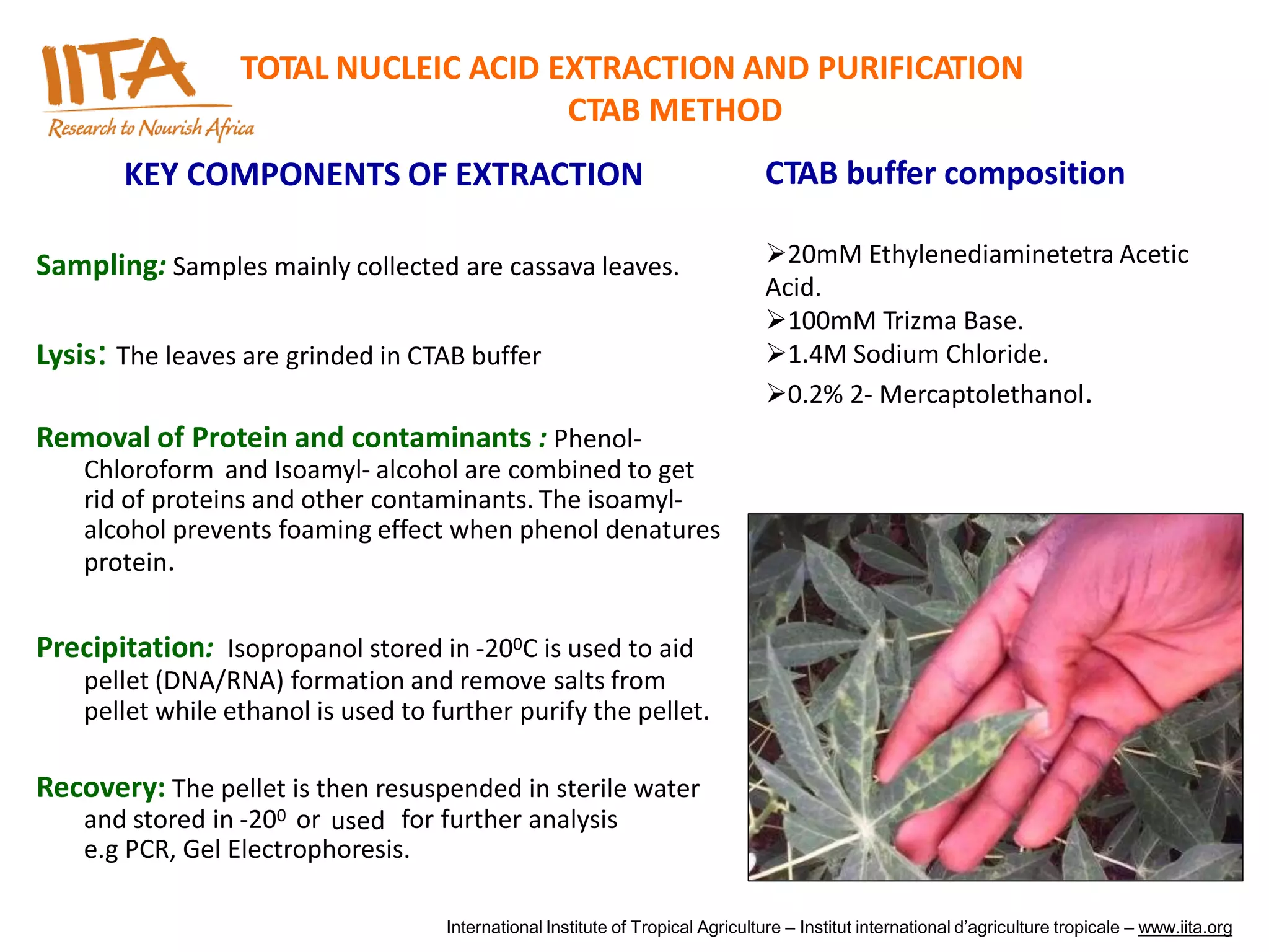 TECHNICAL REPORT ON POLLINATION AND DNA EXTRACTION | PPTX