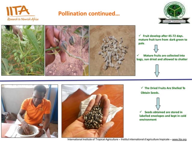 TECHNICAL REPORT ON POLLINATION AND DNA EXTRACTION | PPTX