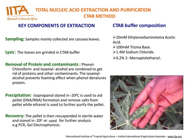 TECHNICAL REPORT ON POLLINATION AND DNA EXTRACTION | PPTX