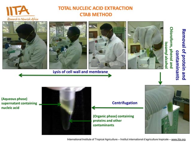 TECHNICAL REPORT ON POLLINATION AND DNA EXTRACTION | PPTX