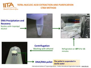 TECHNICAL REPORT ON POLLINATION AND DNA EXTRACTION | PPTX