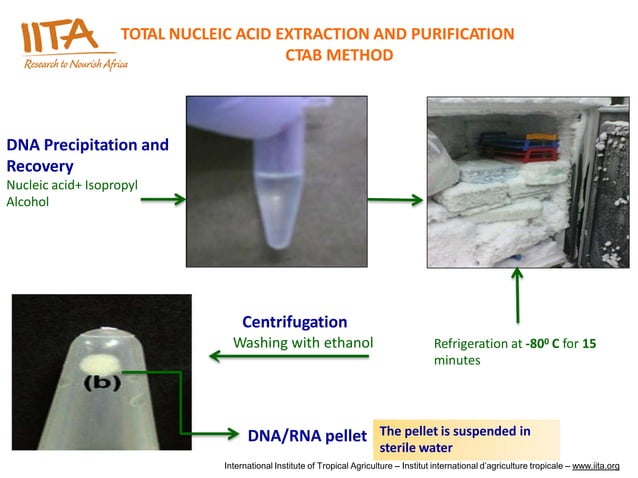 TECHNICAL REPORT ON POLLINATION AND DNA EXTRACTION | PPTX