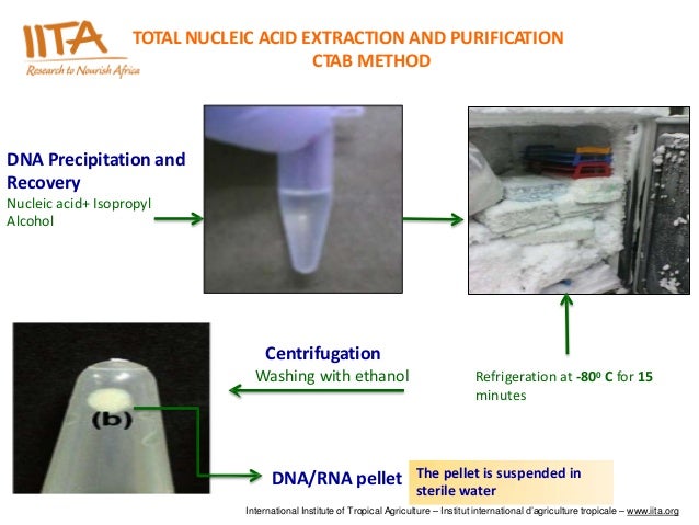 TECHNICAL REPORT ON POLLINATION AND DNA EXTRACTION