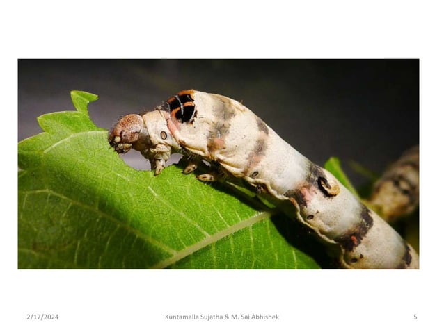 Moulting - The process and types | PPTX | Indoor Environmental Quality ...