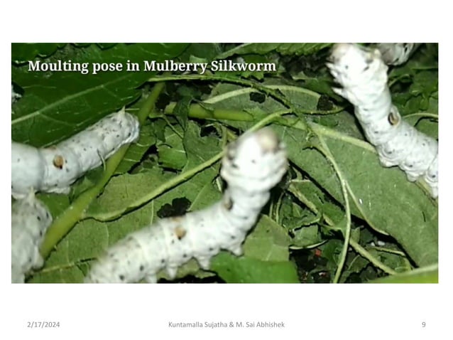 Moulting - The process and types | PPTX | Indoor Environmental Quality ...