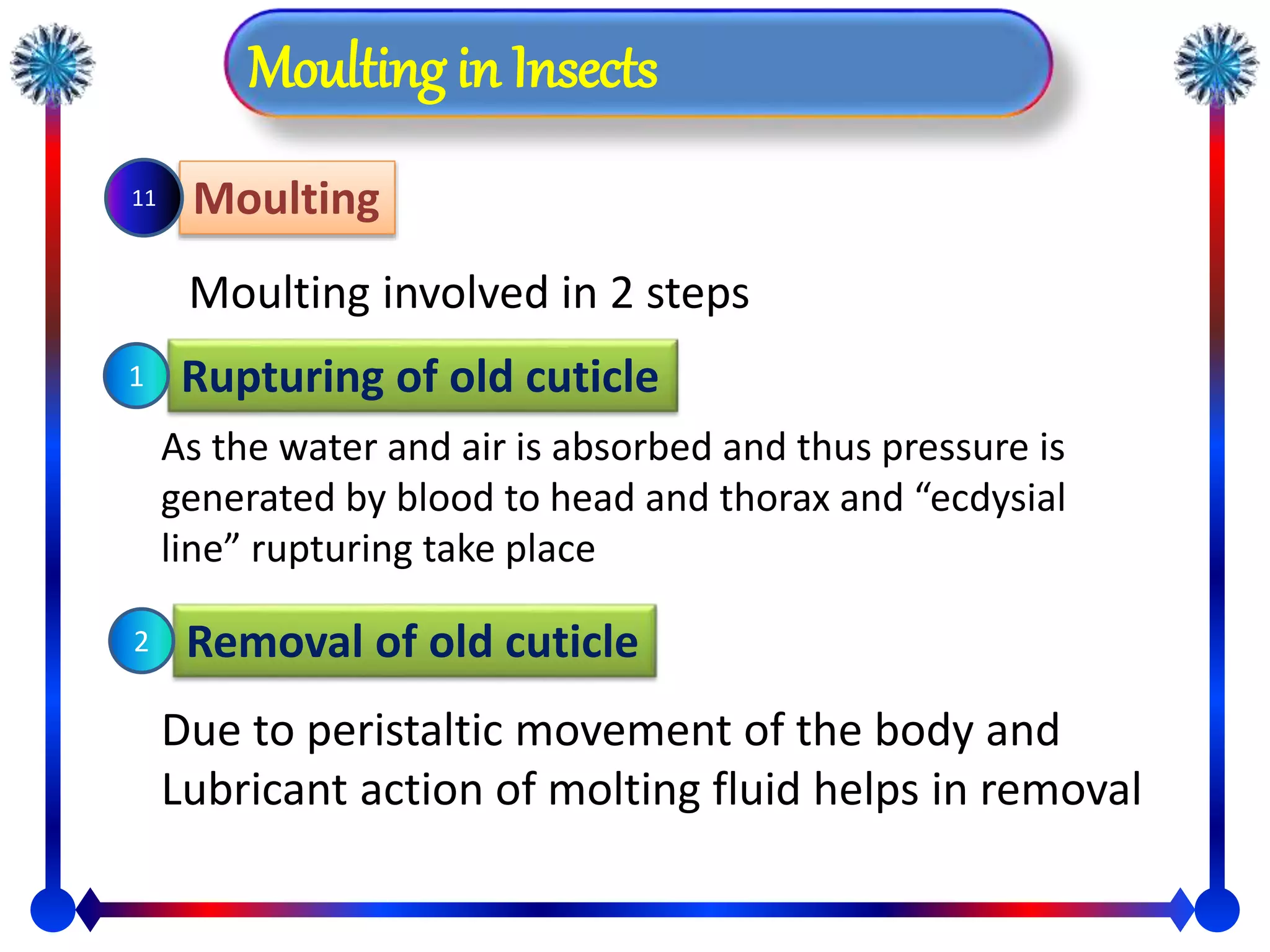 Moulting in Insect by sami | PPSX