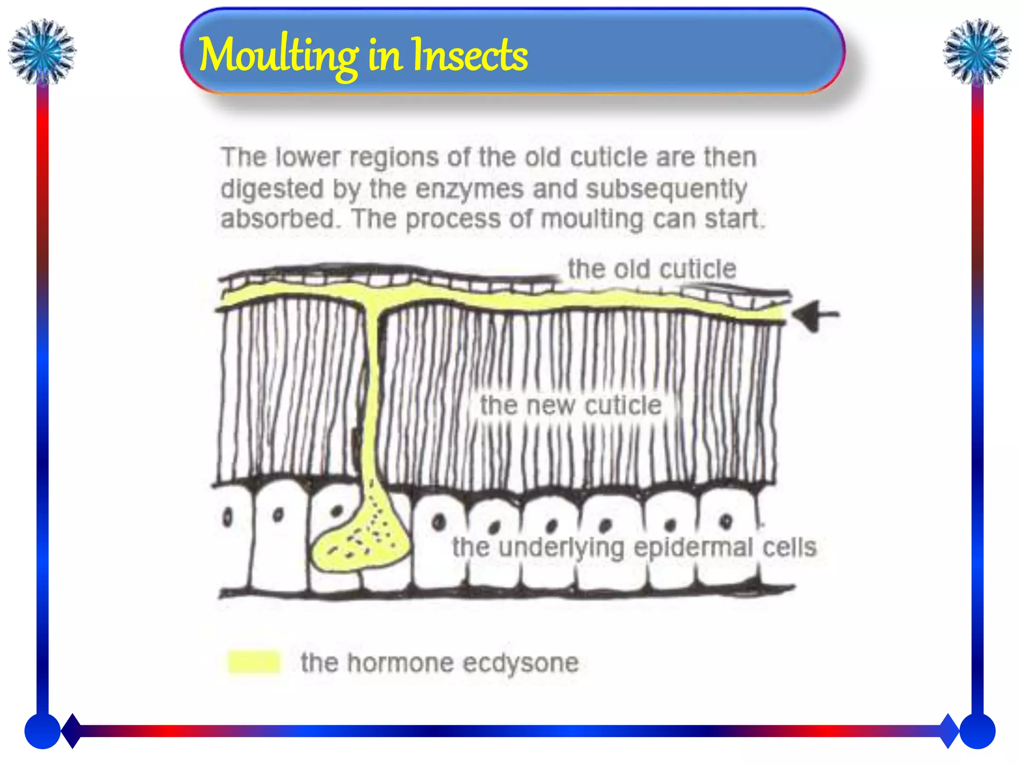 Moulting in Insect by sami | PPSX