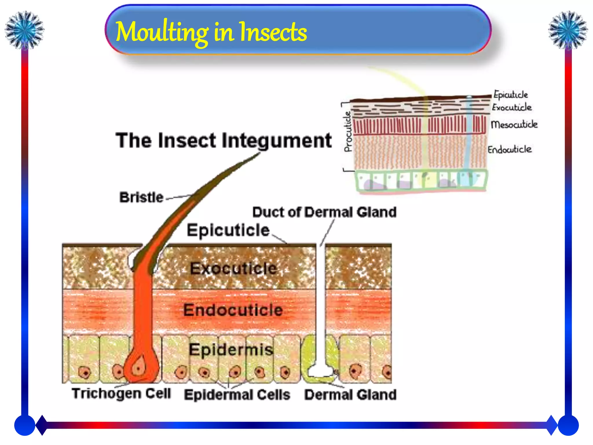Moulting in Insect by sami | PPSX
